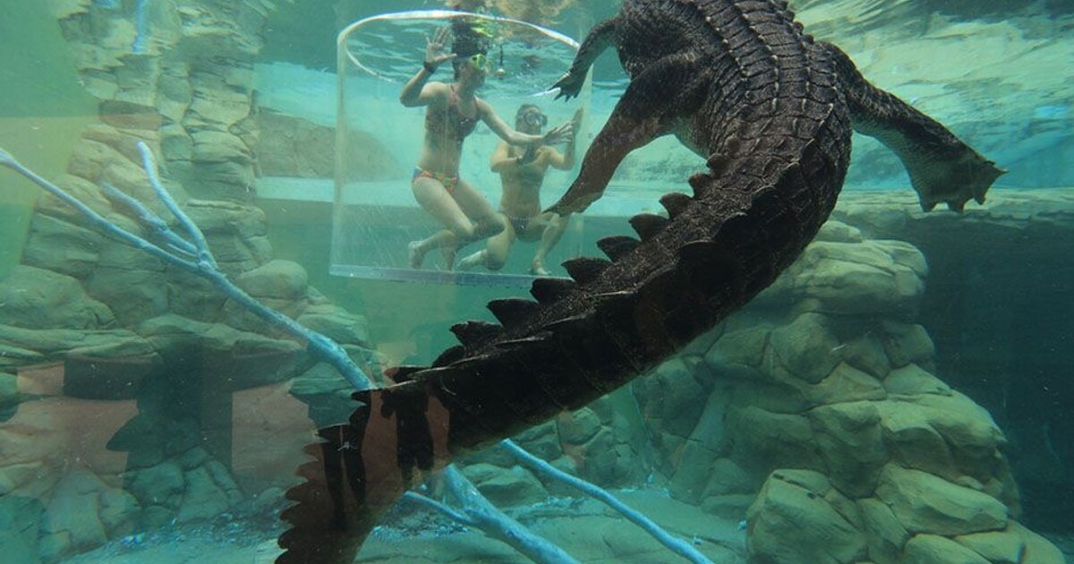 AFLW: Crows in croc-infested water