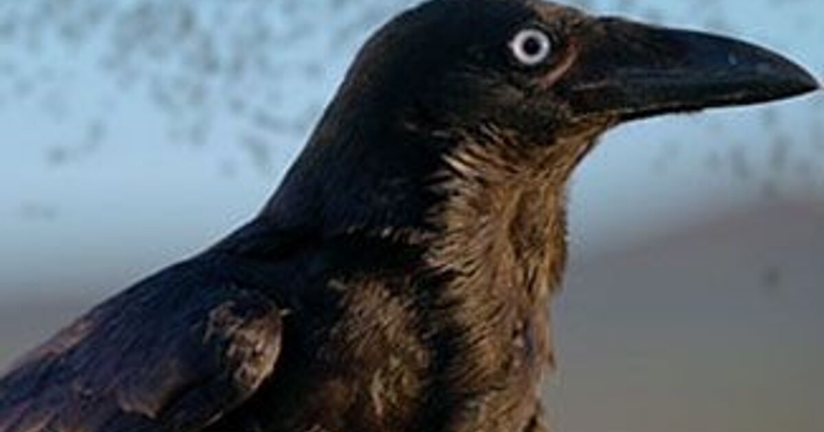 The story behind creative crows
